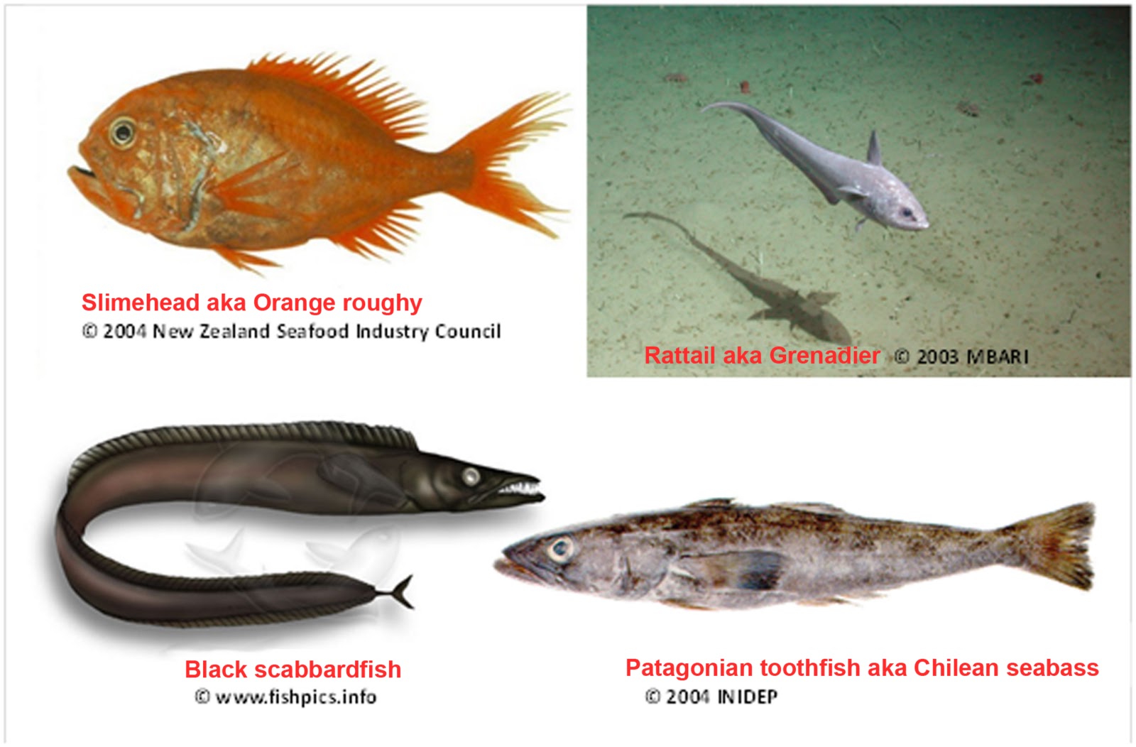 The Fisheries Blog: Bottom of the barrel - Expansion of fishing to the ...