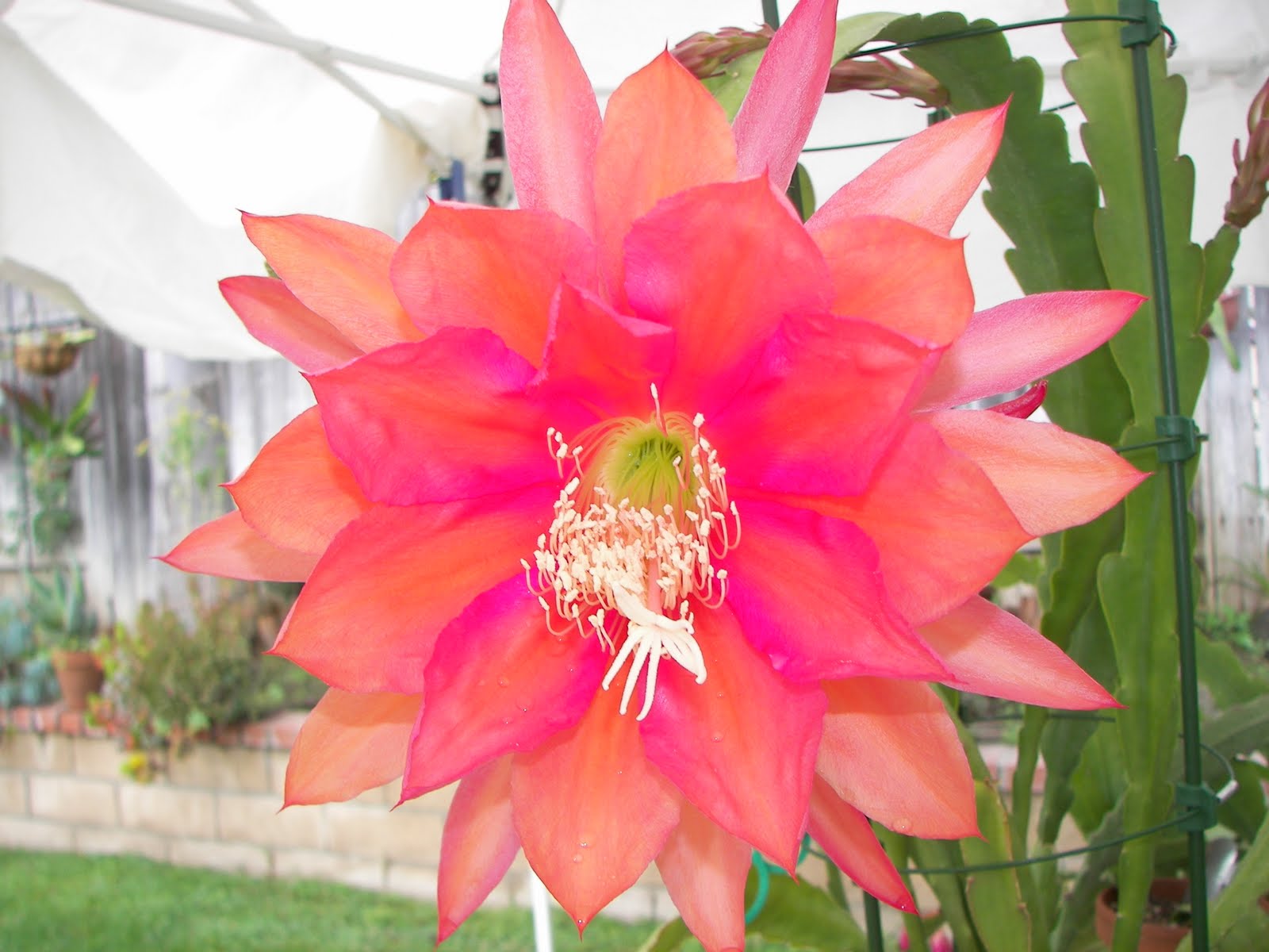 The Epiphyllum Garden: "Copal"