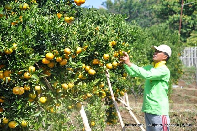 Budidaya Jeruk Keprok dan Prospek Bisnisnya