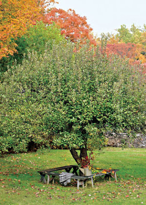 Estelle's: Gardening in Autumn