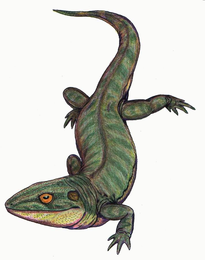 Variety of Life: Temnospondyli