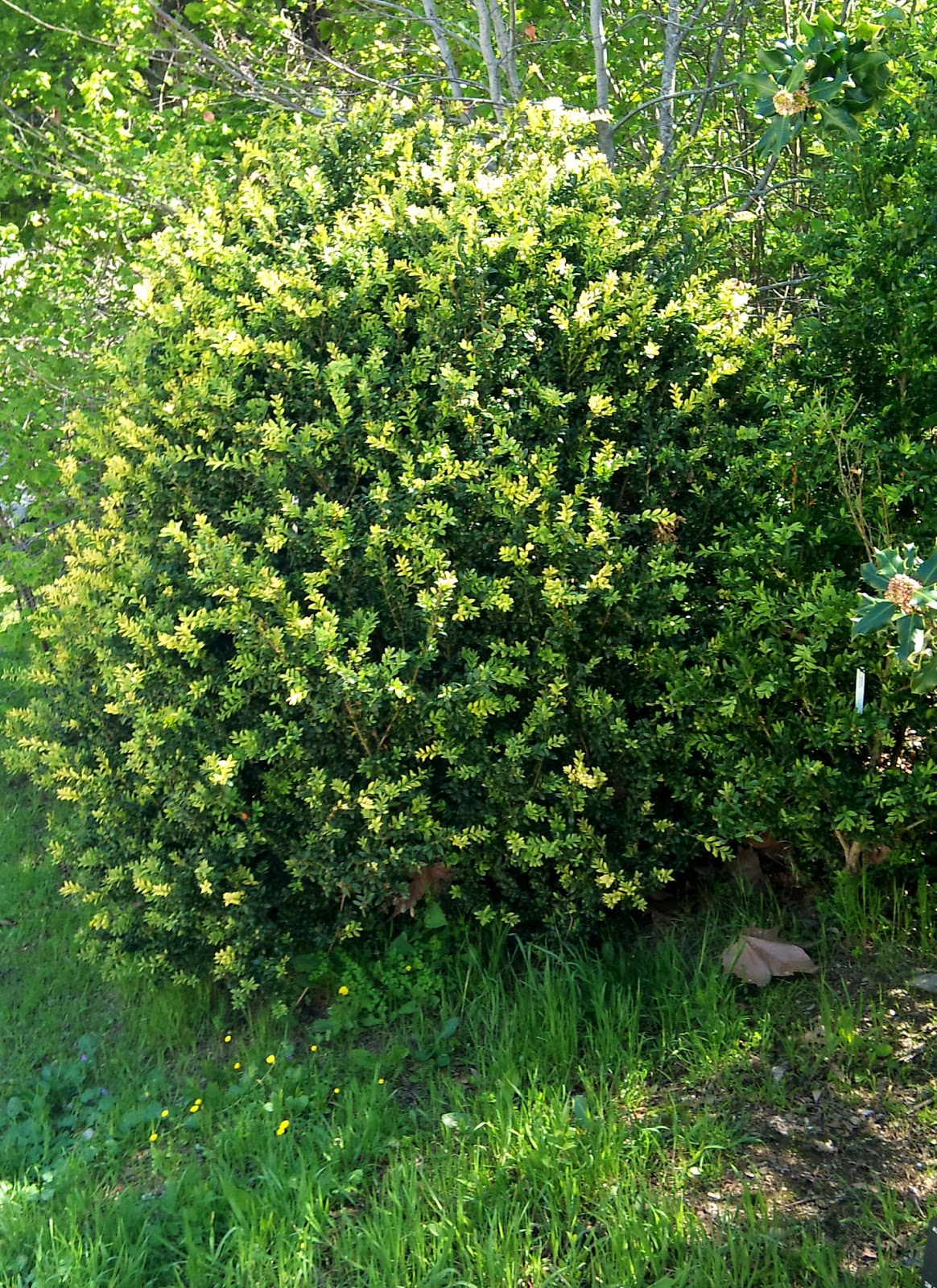 Árboles con alma: Boj. Boix. (Buxus sempervirens)