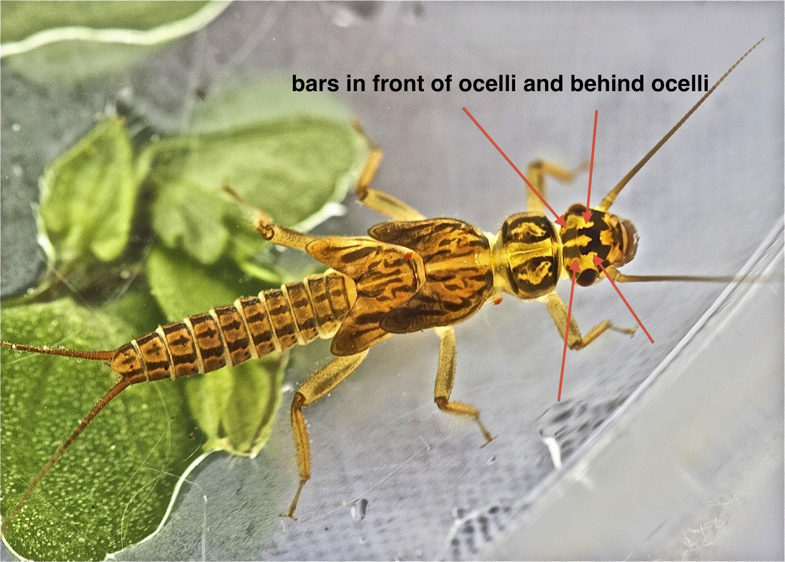 Aquatic Insects of Central Virginia: Still a long way to go to sort out ...