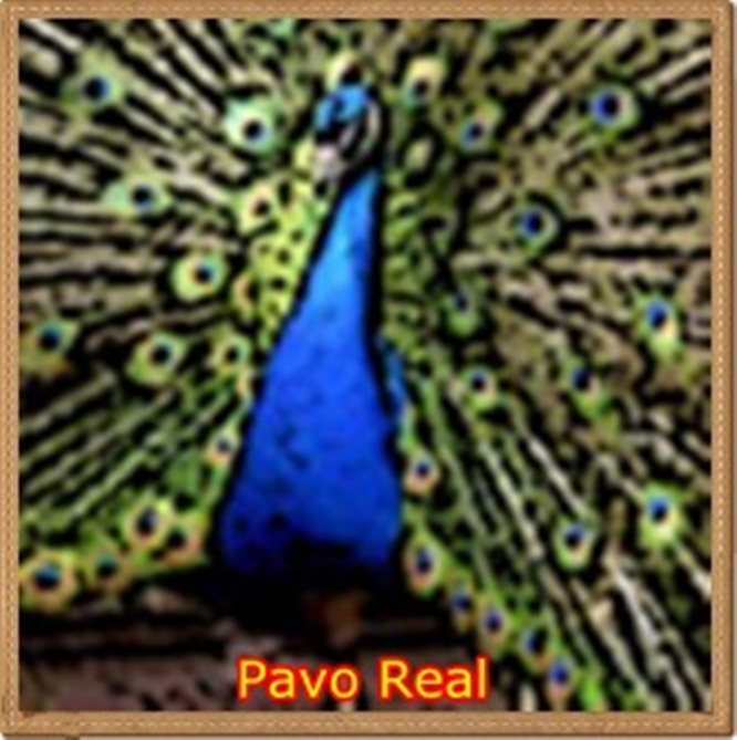 Horoscopo Maya - Pavo Real - - Las Revelaciones del Tarot