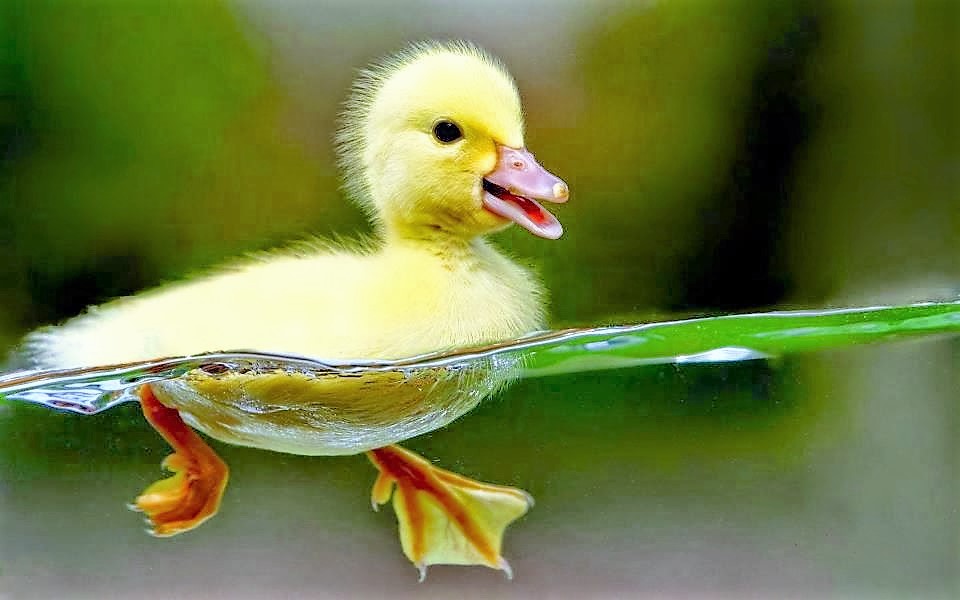 Fieggentrio: December 2012: Dit zijn de mooiste en leukste foto's van ...