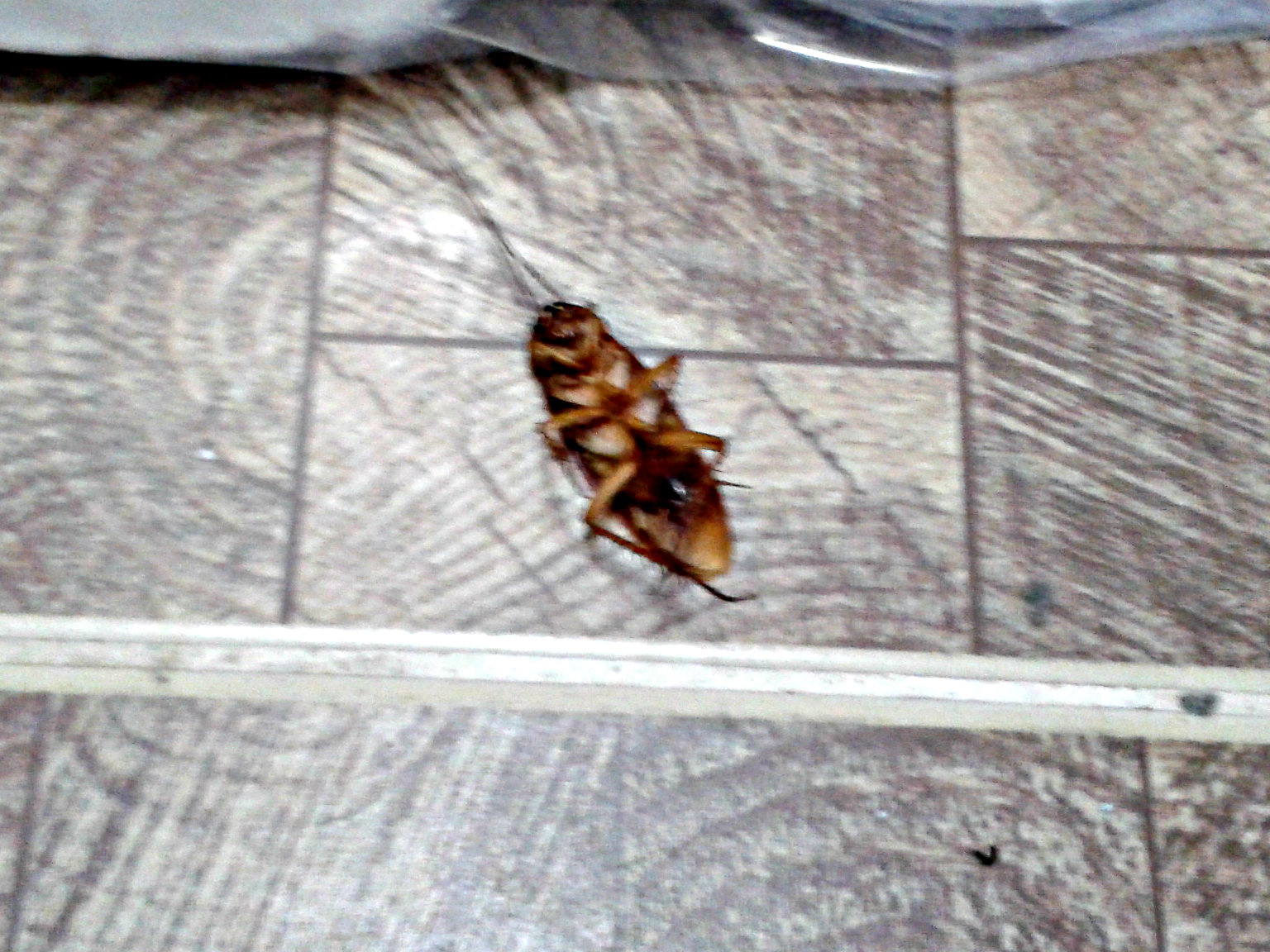 Xin chào, Vietnam!: Weather, gifts, food, bugs!