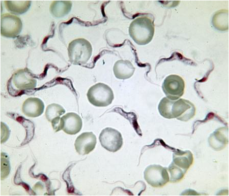 Fundación io: TRYPANOSOMA BRUCEI: MECANISMOS DE UN GRAN ESTRATEGA