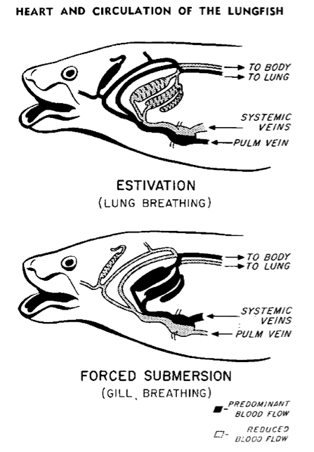 Cal Poly BIO 502: The missing link in respiration: The Lungfish