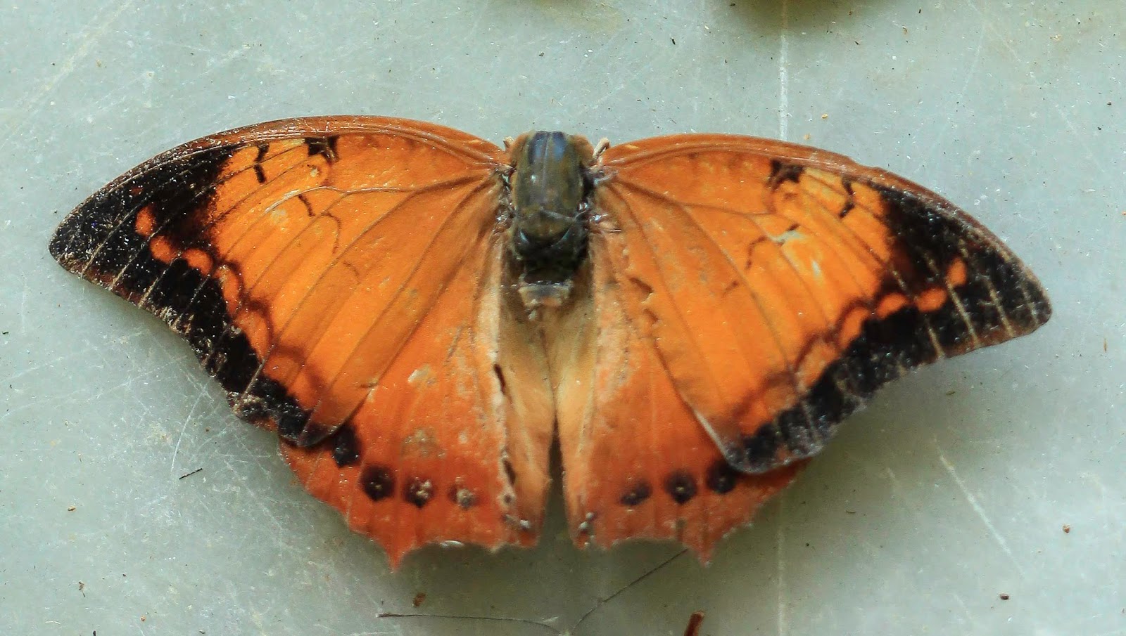 Butterflies of Vietnam: 122. Charaxes aristogiton peridoneus (The ...