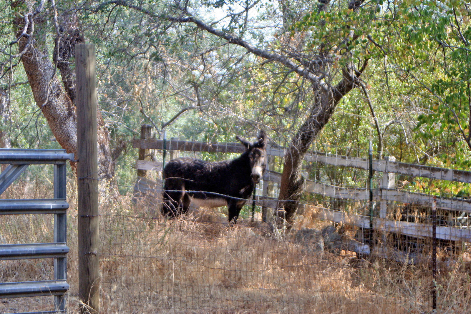 Western Sojourns: Travels with Camissonia: EASTERN & CENTRAL SIERRAS ...