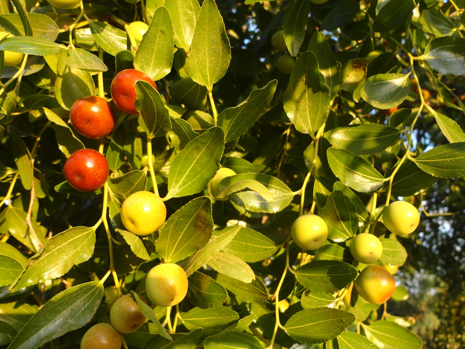 El Terrao - Dos urbanitas en el campo: EN OTOÑO MADURAN LAS AZUFAIFAS