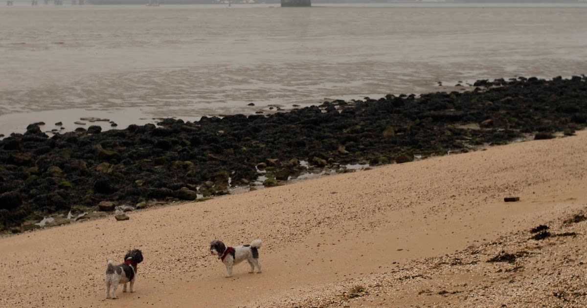 Daisy's Diary: Ferret Tracks!