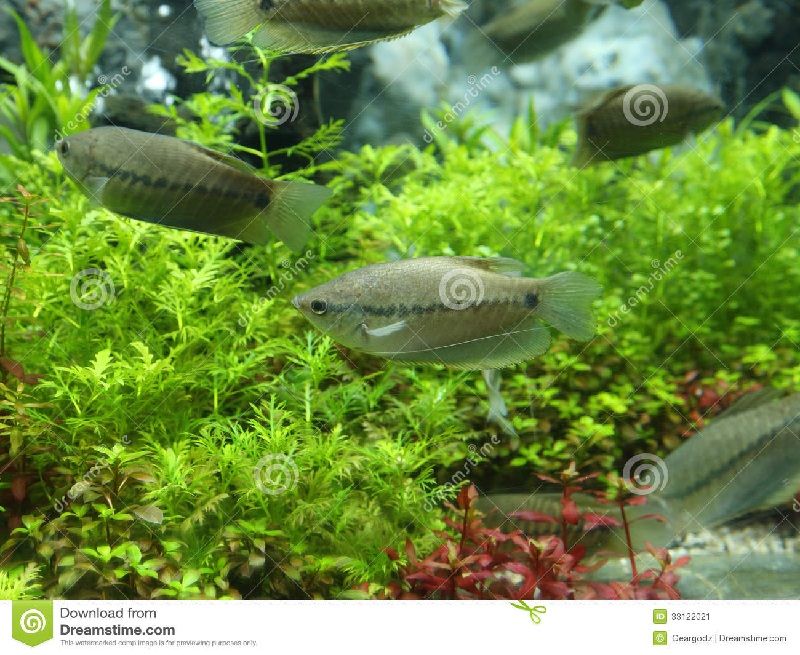 Panduan Lengkap Budidaya Ikan Sepat Siam (Trichogaster Pectoralis)