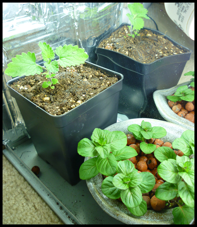 Patio of Pots: Catmint Plant Care