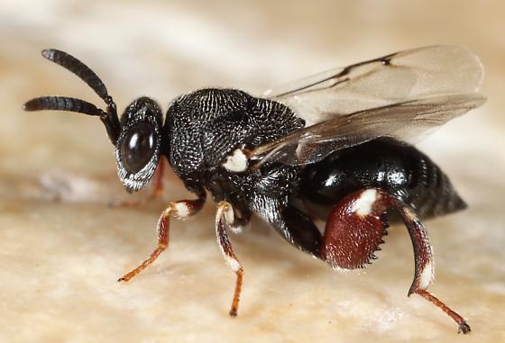 Insects in the City: Chalcid wasps in homes
