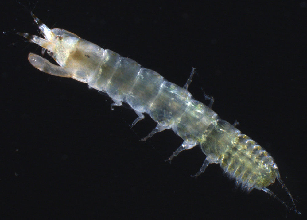 Real Monstrosities: Tanaid