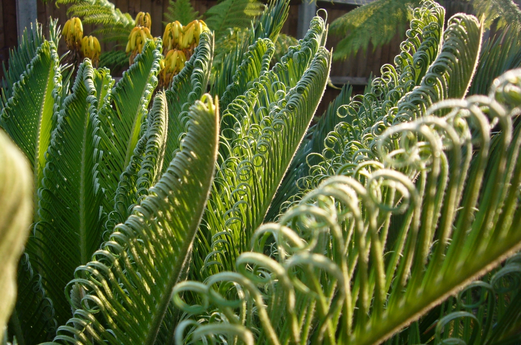 Spiky obsession: The soft and fluffy cycads