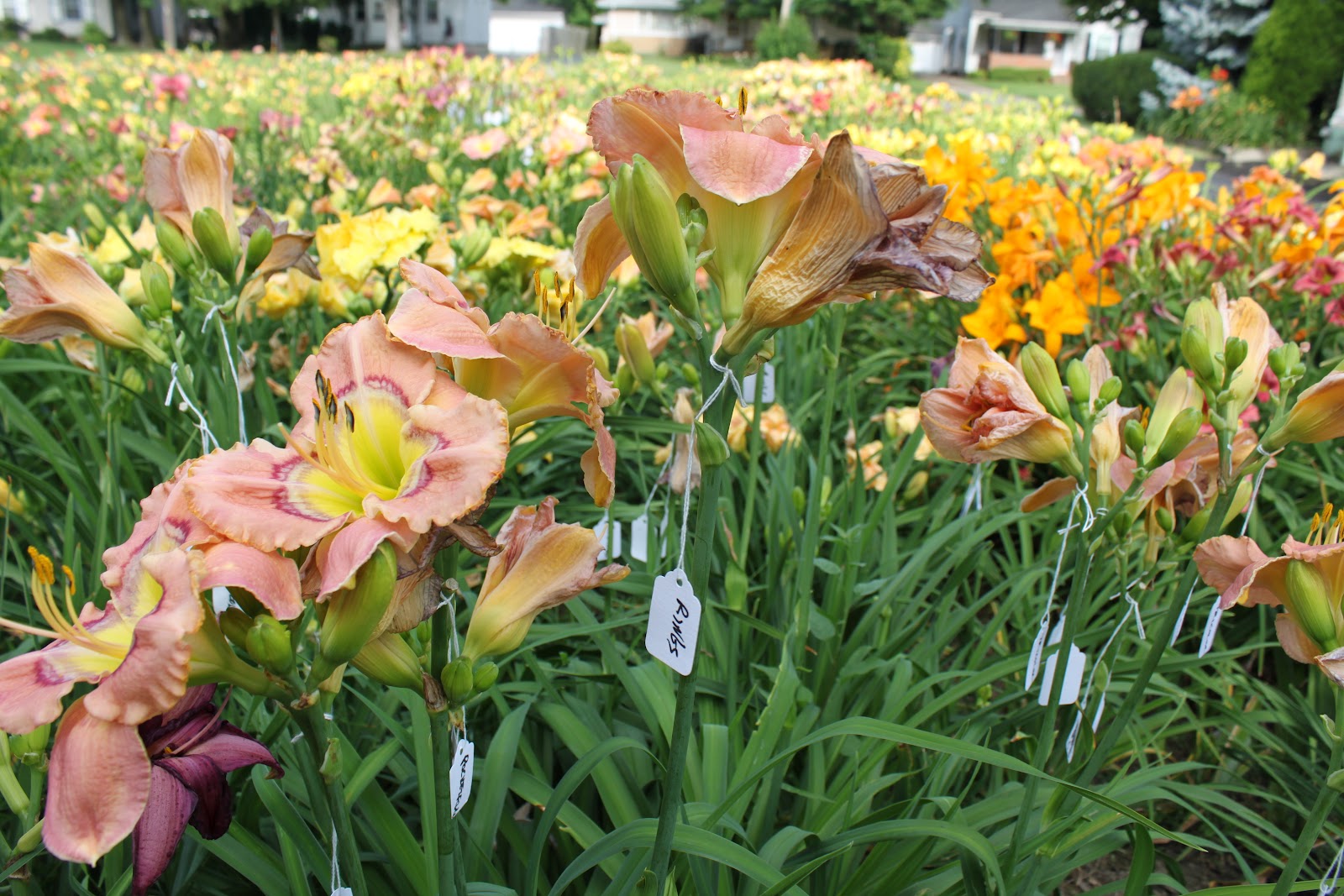Lewis Daylily Garden PATTERNS Lewis Daylily Garden PATTERNS