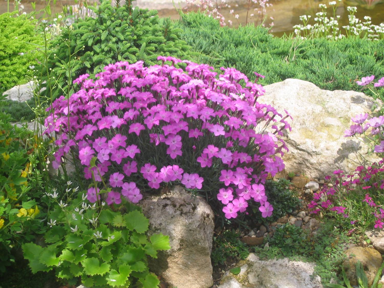 GREEN DESIGN: Гвоздика серовато-голубая - Dianthus gratianopolitanus.