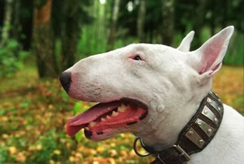 PERROS DE PRESA: BULL TERRIER