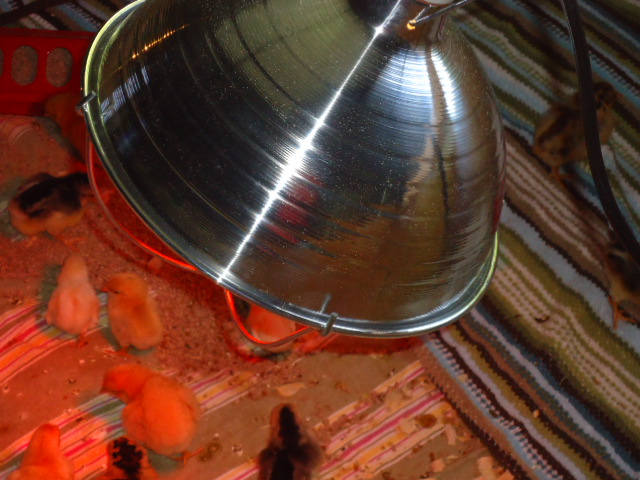 Cottage Farmette: The Chicks Have Arrived!