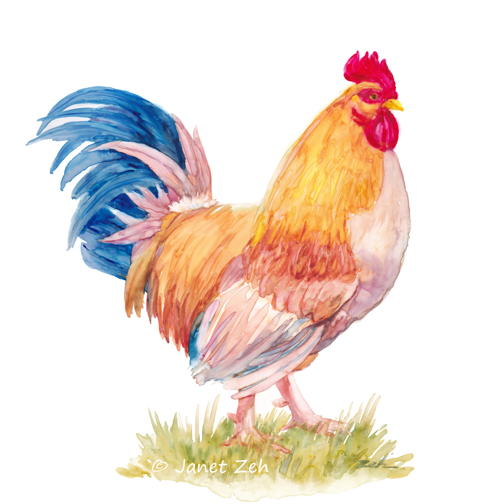 Zeh Original Art Blog Watercolor and Oil Paintings: Rooster Painting ...