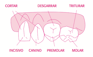 ¿Te sabes el nombre de los dientes? Descubre cómo se llaman y sus ...