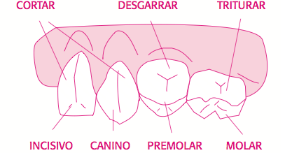 ¿Te sabes el nombre de los dientes? Descubre cómo se llaman y sus ...