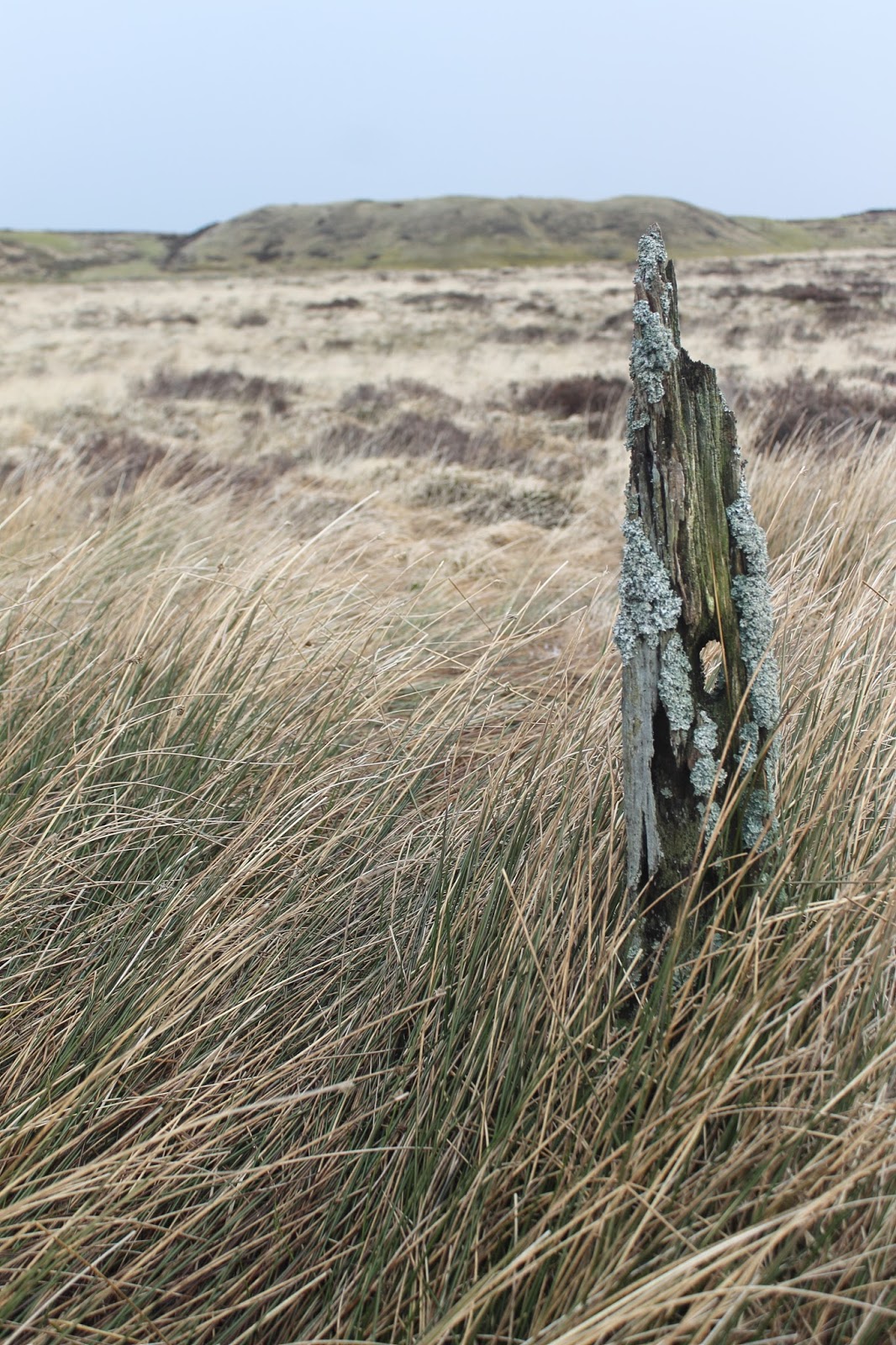 Valley Naturalist: Bleak