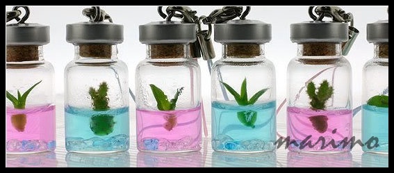 Marimo chan: MARIMO BOTTLE CONTAINER