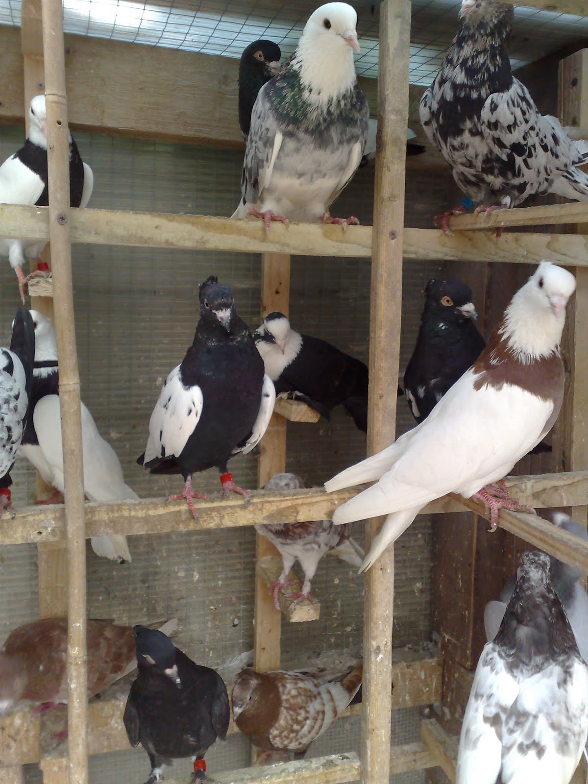 Rezas Iranian Pigeons