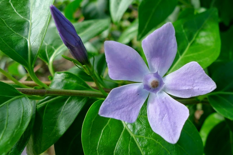 FLORES DA ARRÁBIDA: (Vinca difformis subsp. Difformis) - Pervinca, Erva ...