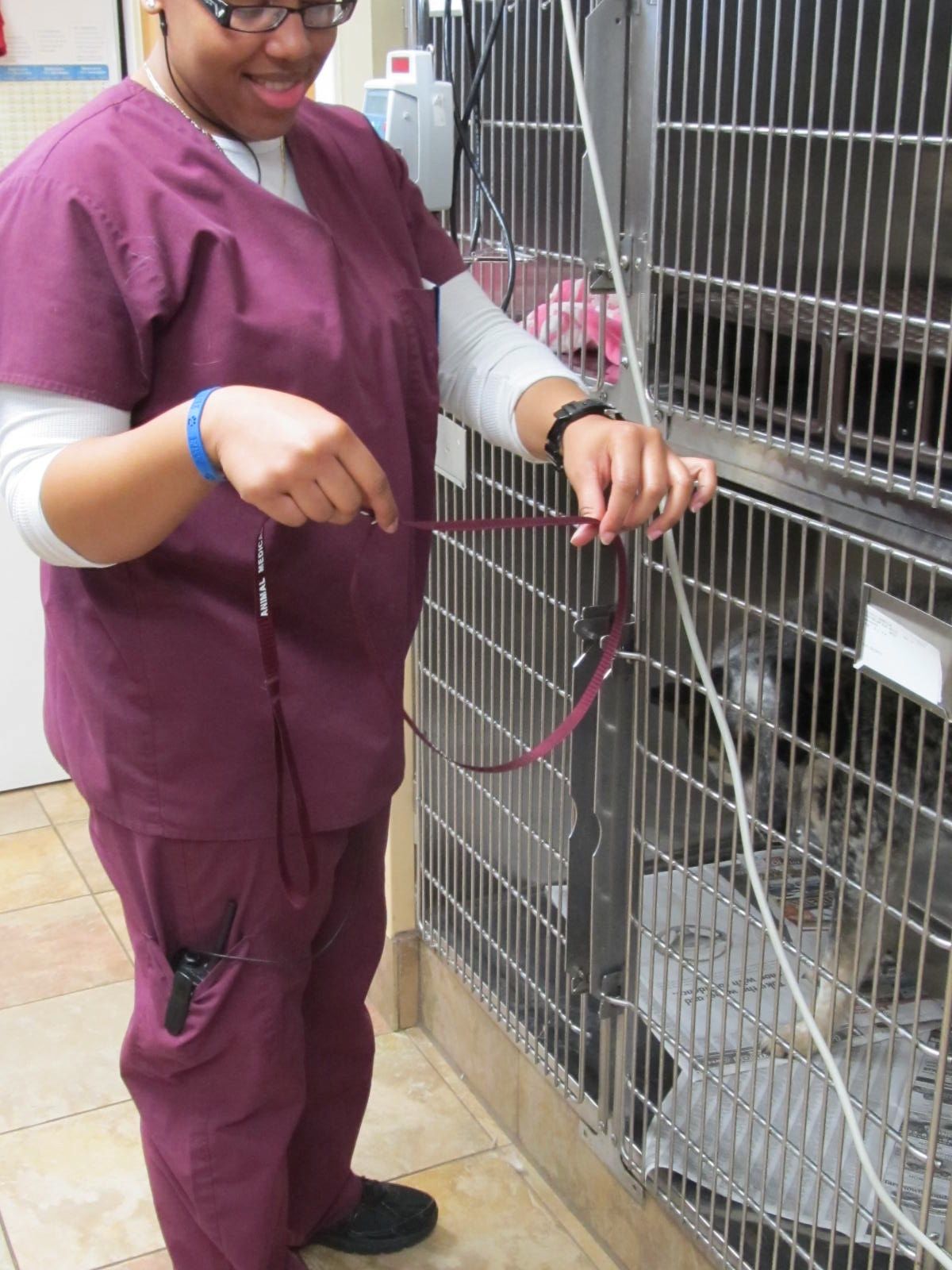 Bash Halow Consulting: Basic Animal Restraint