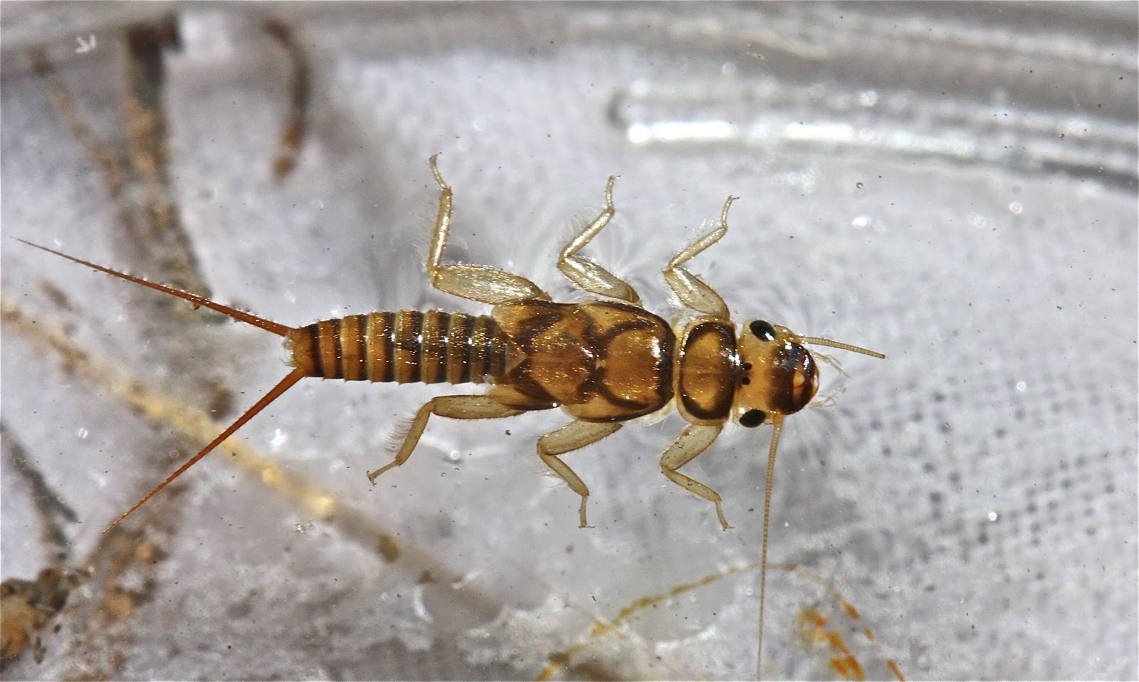 Aquatic Insects of Central Virginia: The Perlids (Common Stoneflies) in ...