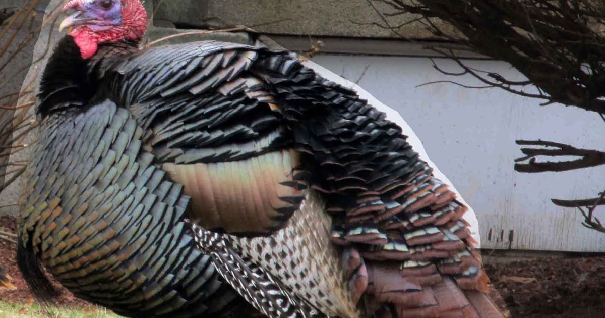 Tell Me a Story: Gobble, Gobble