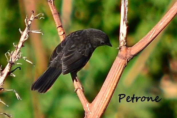 Aves de La Floresta: passeriformes negro