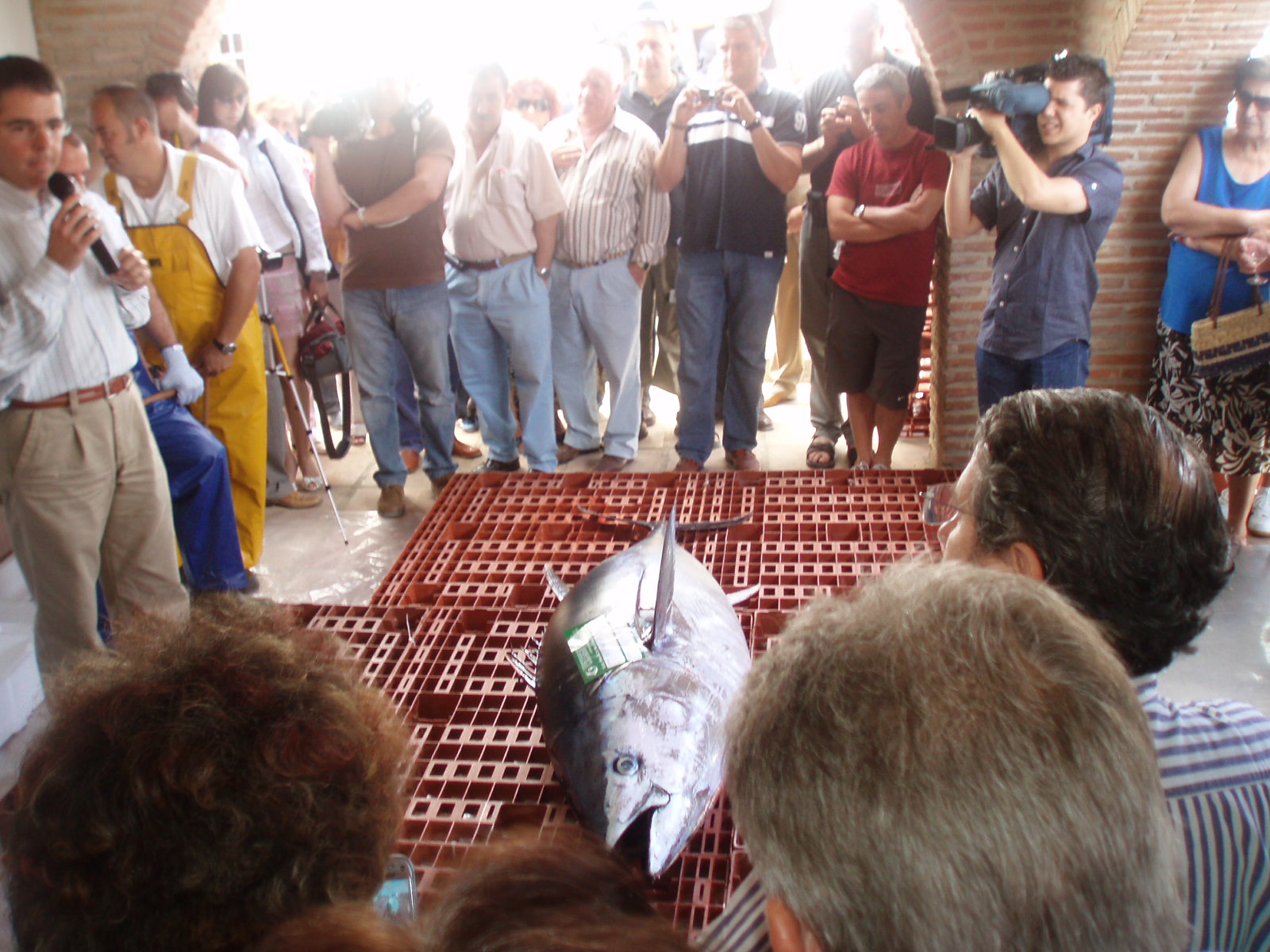 LA COCINA DE BARTOLO: RONQUEO DEL ATÚN EN CONIL