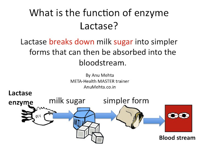 What is the function of enzyme Lactase? | Dr Anu Mehta