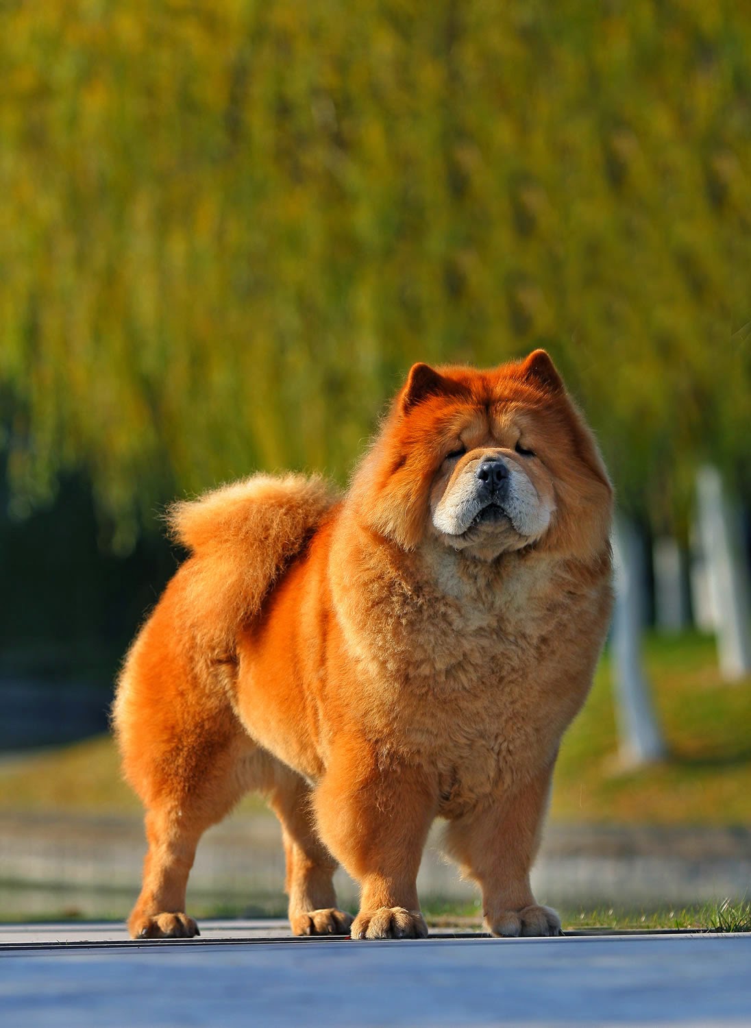 Chow chow | WIKI PERROS