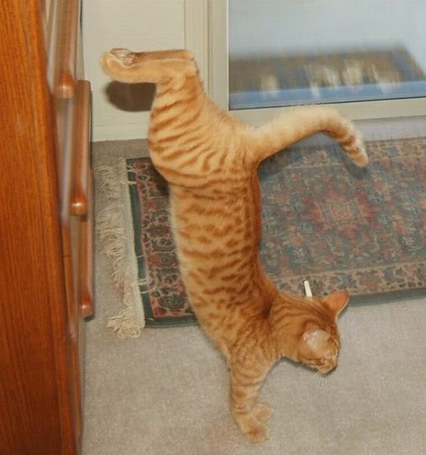 Baratolouko: Imagens WTF #3 - gatos