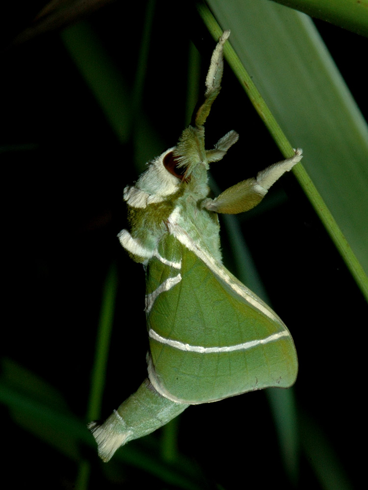The Nature of Robertson: Common Splendid Ghost Moth (male)