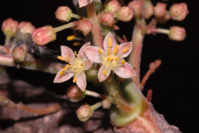 Temukuri - Plantas Mexicanas: Bursera arborea