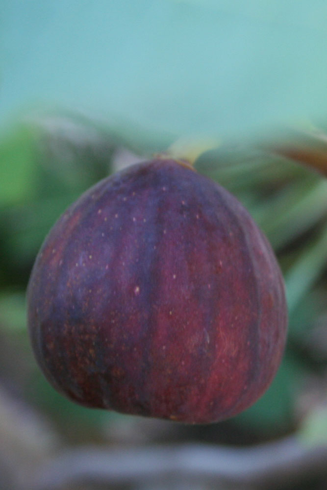 The Rainforest Garden: Why I Love Figs