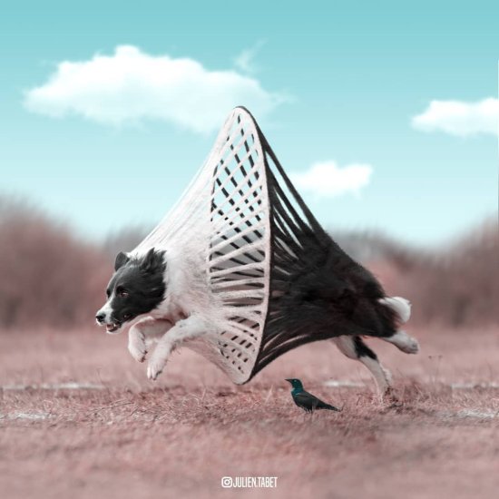 As surreais e adoráveis foto-manipulações digitais com animais de ...