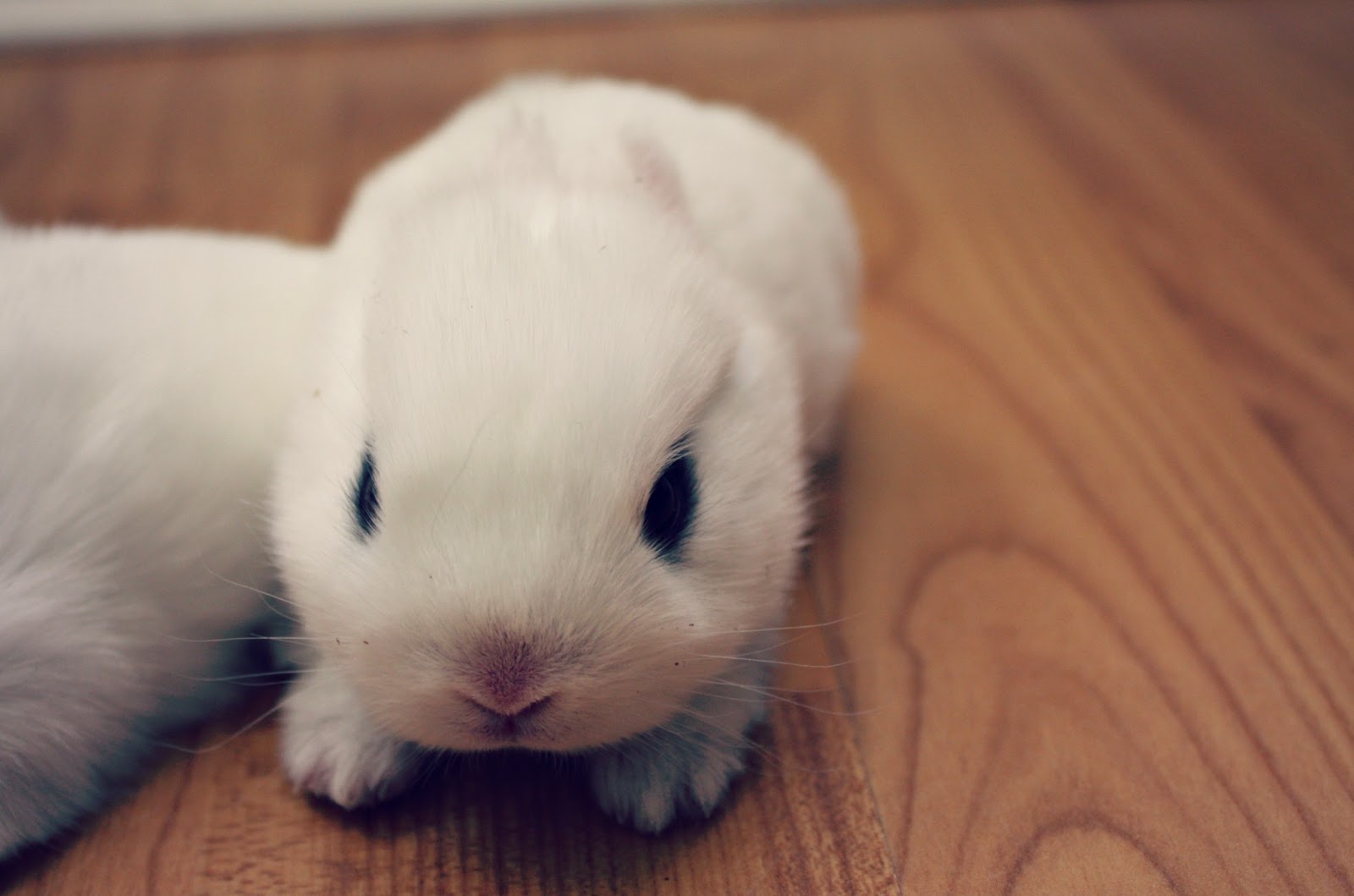 The Weeping Willow and The Ficus: Dwarf Hotot 2 Week Baby Update