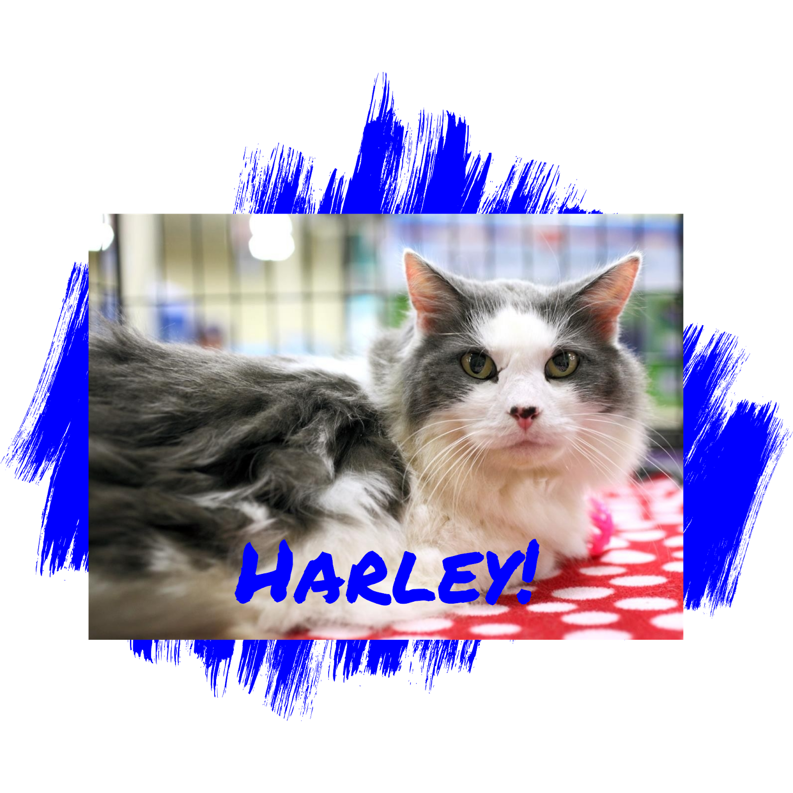 Friday's Friend! Cat Adoption, Homeless Animals Rescue Team (HART ...