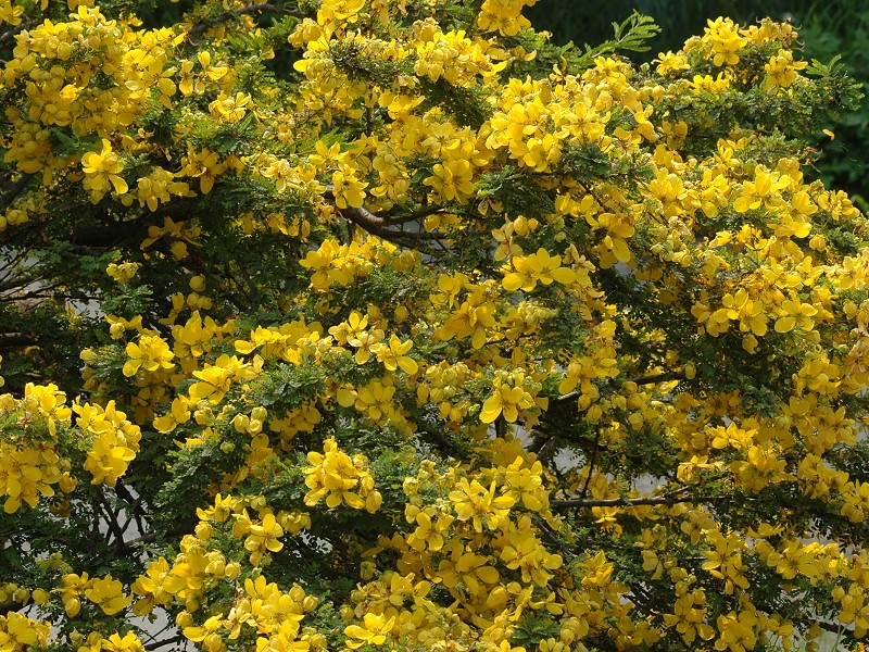 stone's secret garden: 沙漠黃槐