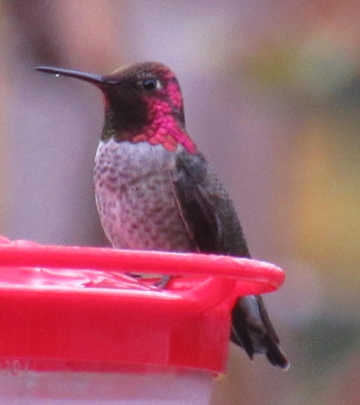 Garden Grumbles and Cross Stitch Fumbles: Three Hummers