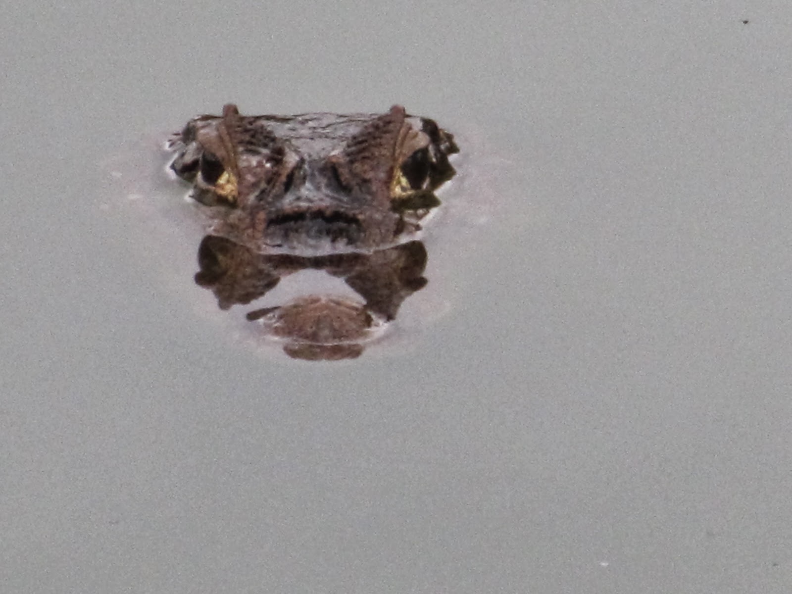 PANATOCUMEN: Higueronal, Eco Turismo y su Gente