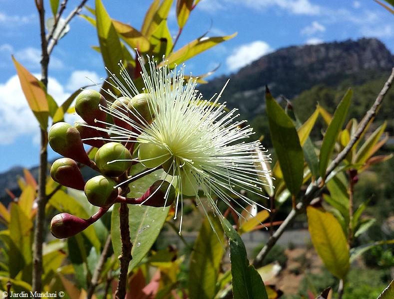 Sangrando en verde: La Pomarrosa huele y sabe como las rosas